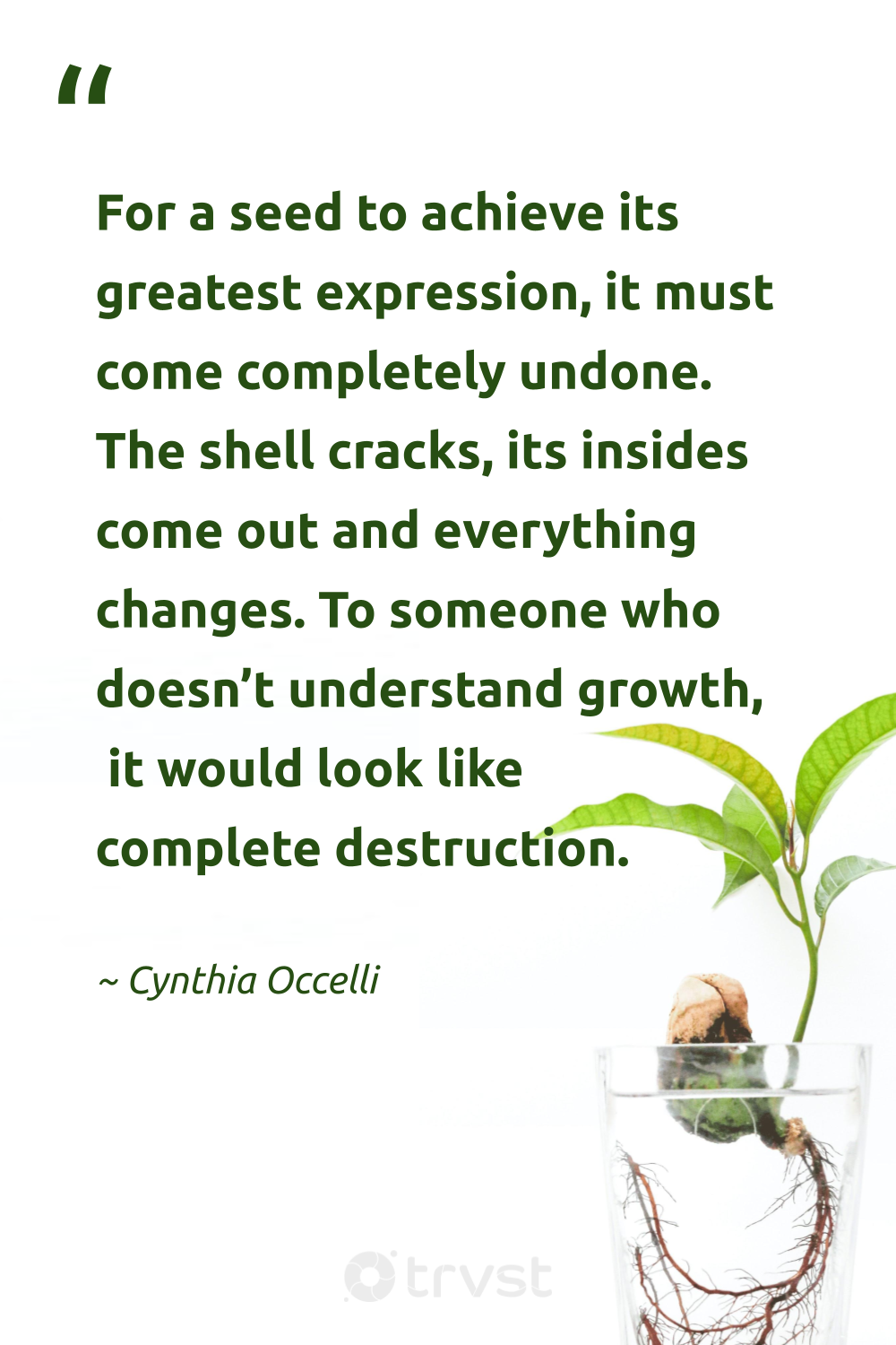 38 Seed Quotes to Inspire Growth, Patience and Resilience (2025)