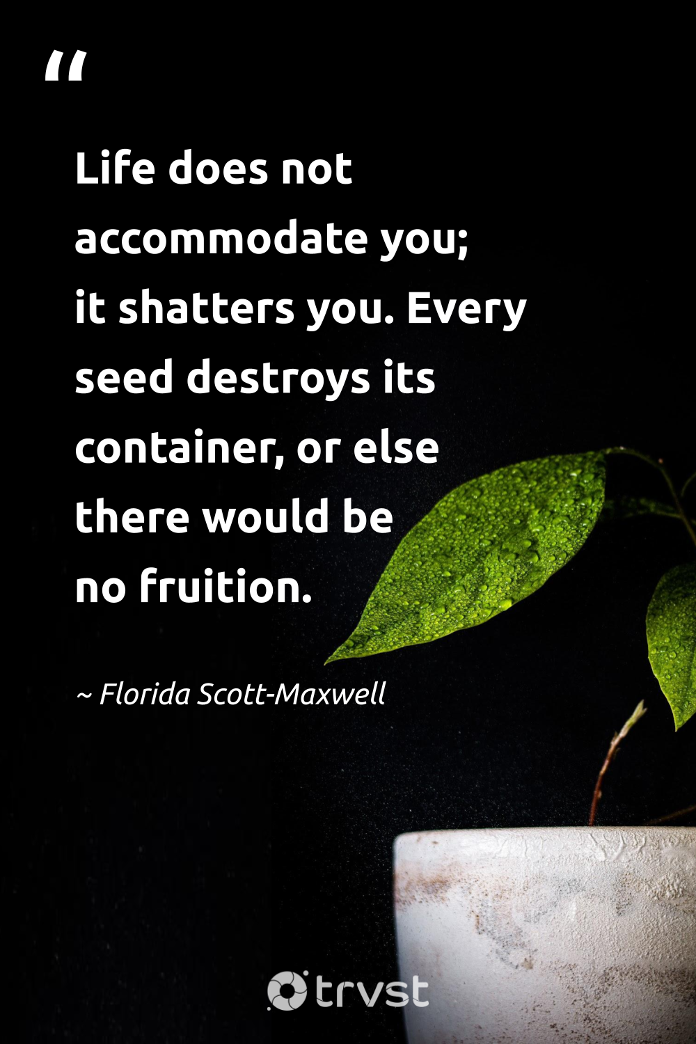 38 Seed Quotes to Inspire Growth, Patience and Resilience (2025)