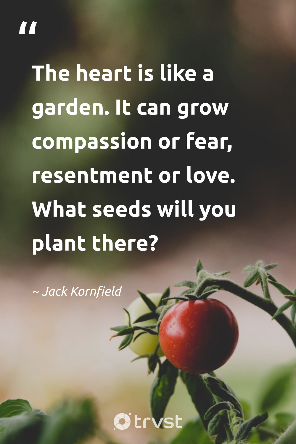 38 Seed Quotes to Inspire Growth, Patience and Resilience (2025)