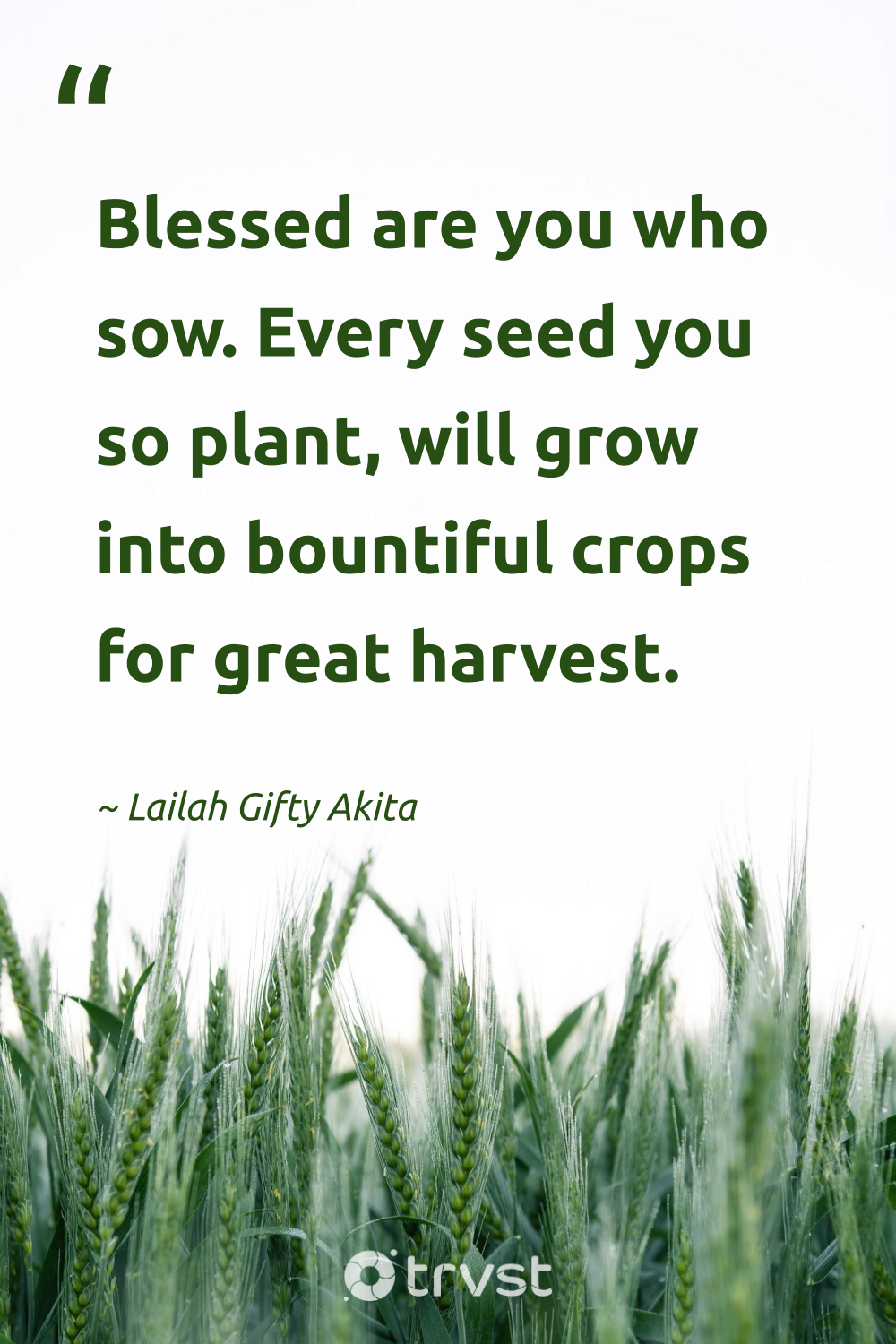 38 Seed Quotes to Inspire Growth, Patience and Resilience (2025)