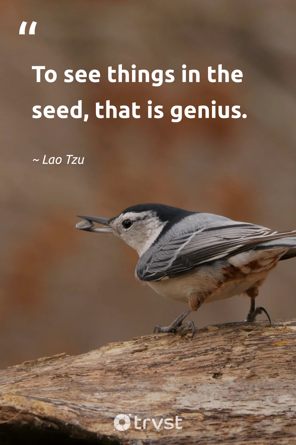 38 Seed Quotes to Inspire Growth, Patience and Resilience (2025)