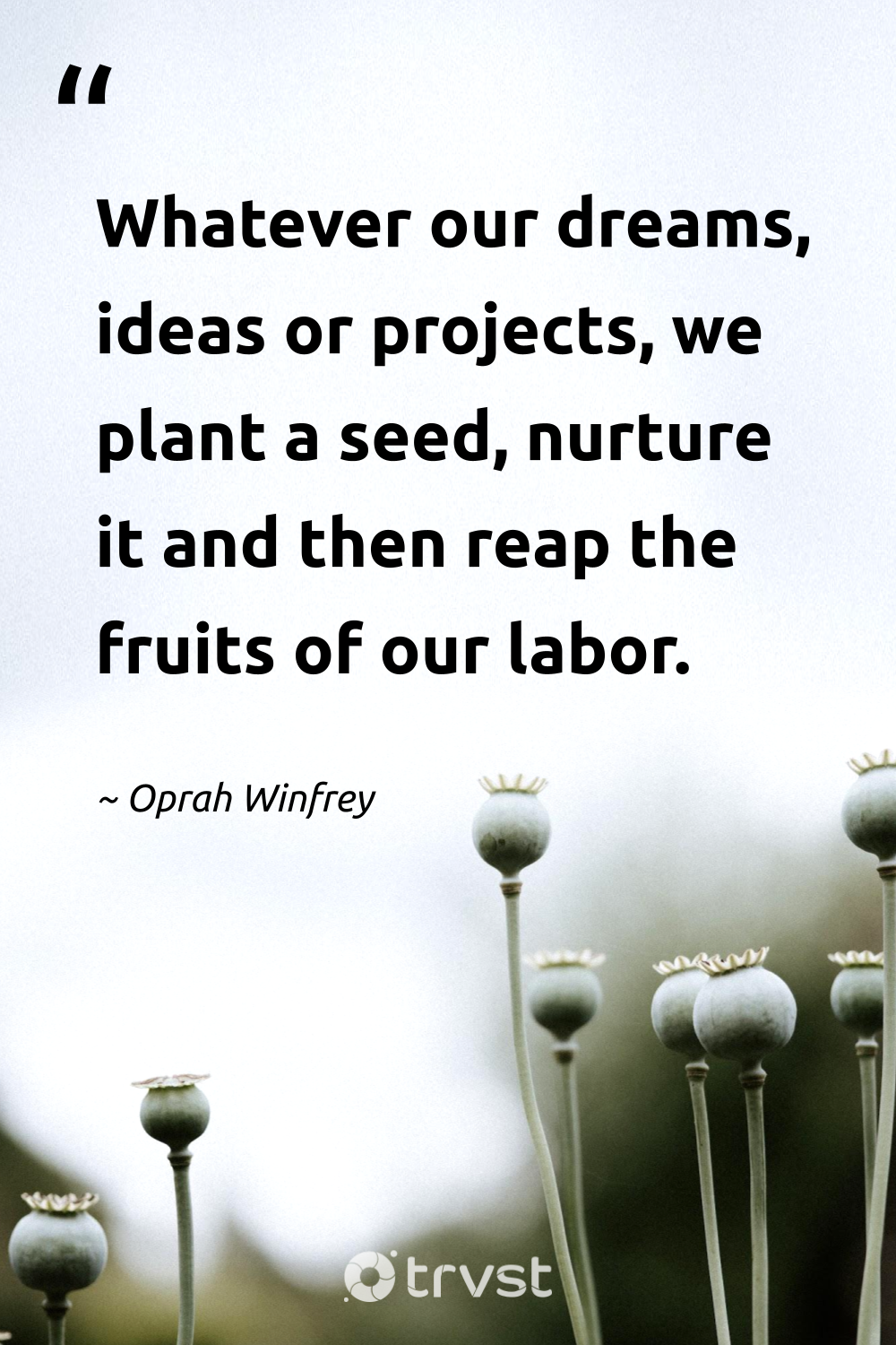 38 Seed Quotes to Inspire Growth, Patience and Resilience (2025)