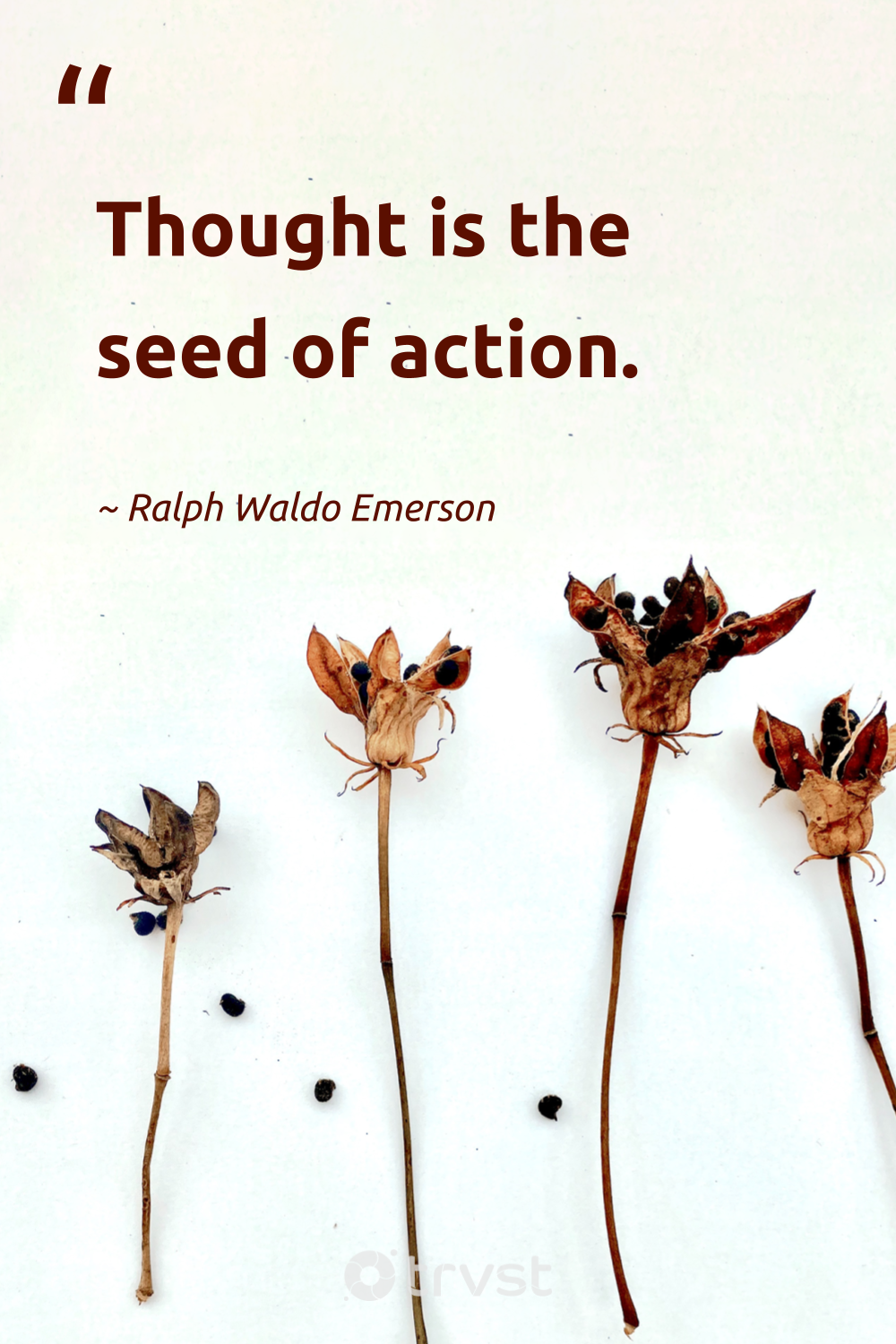 38 Seed Quotes to Inspire Growth, Patience and Resilience (2025)