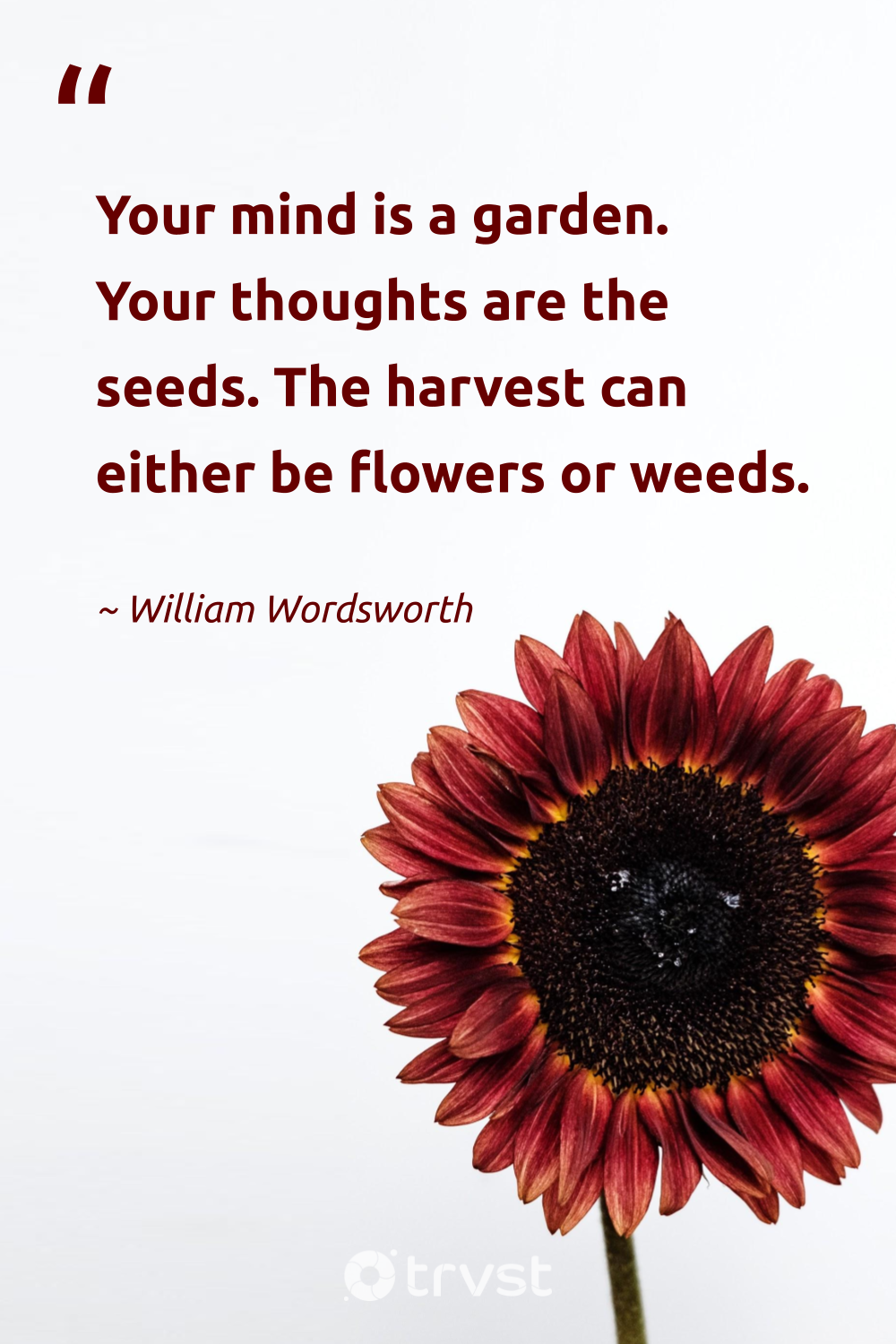 38 Seed Quotes to Inspire Growth, Patience and Resilience (2025)