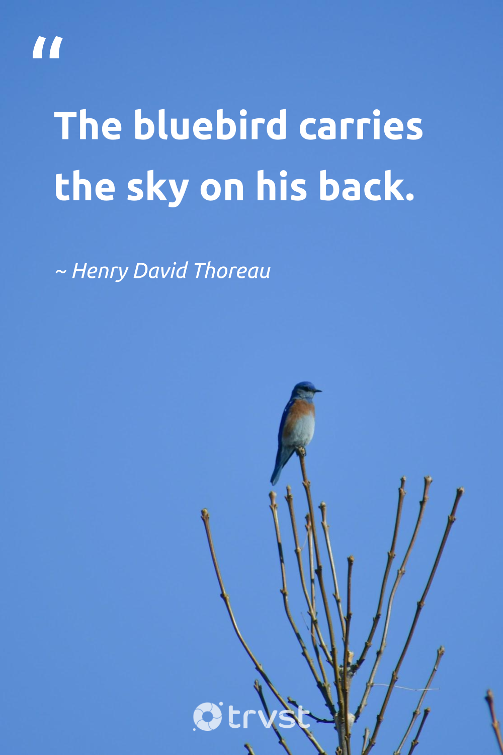 96 Sky Quotes To Inspire You To Look Up In Appreciation (2025)