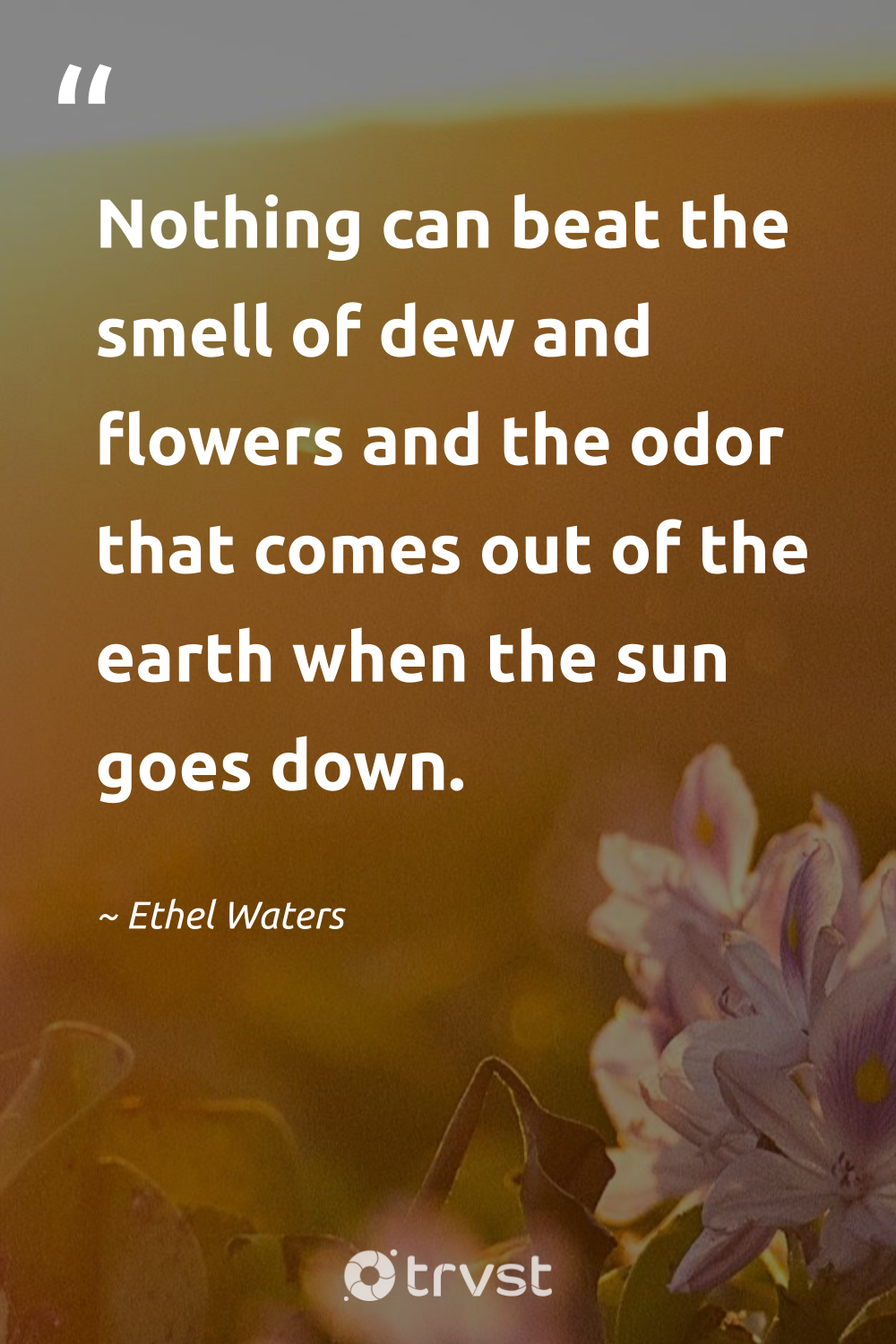 81 Sun Quotes & Captions To Brighten Your Day (2024)