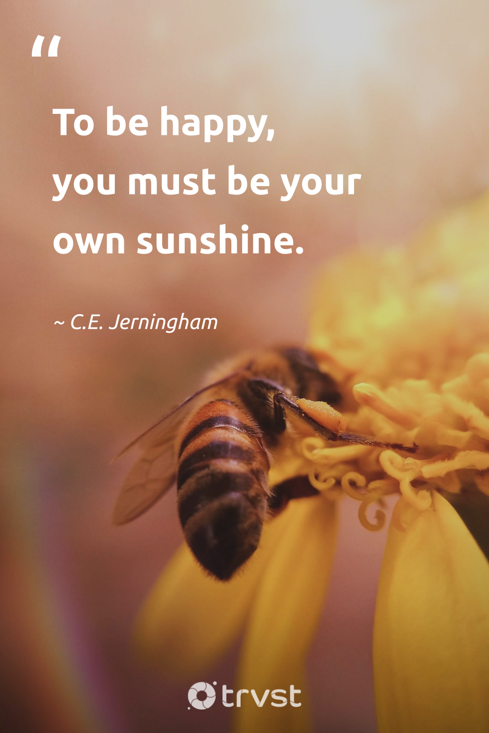 93 Sunshine Quotes & Sayings To Embrace Warmth (2025)