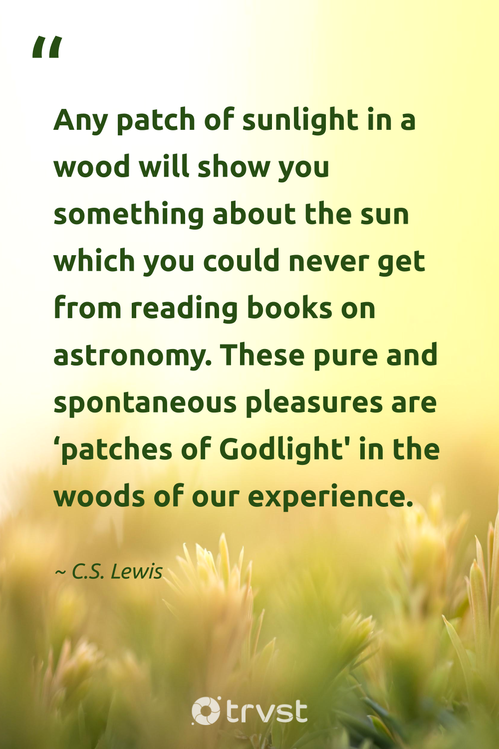 93 Sunshine Quotes & Sayings To Embrace Warmth (2024)