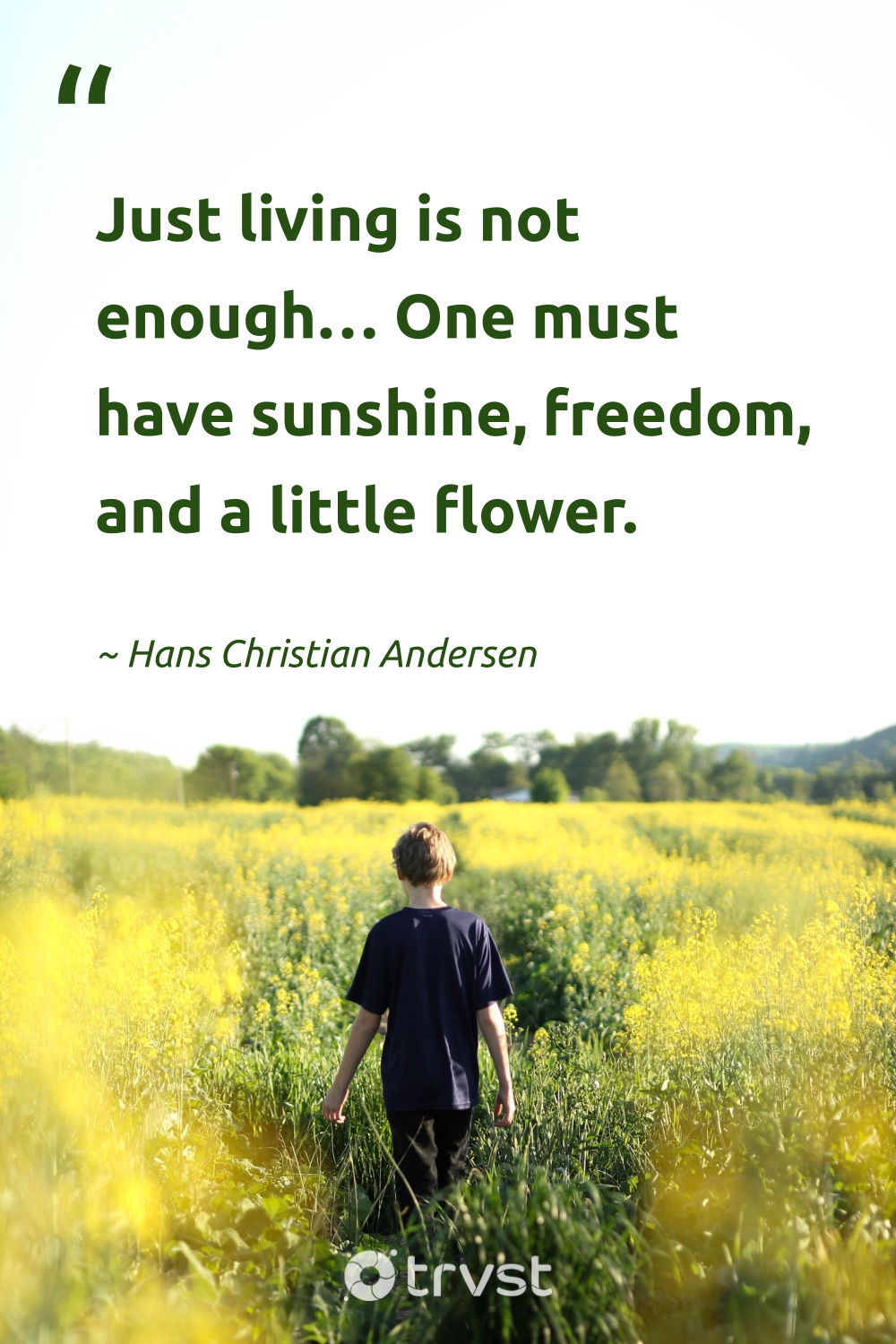 93 Sunshine Quotes & Sayings To Embrace Warmth (2024)