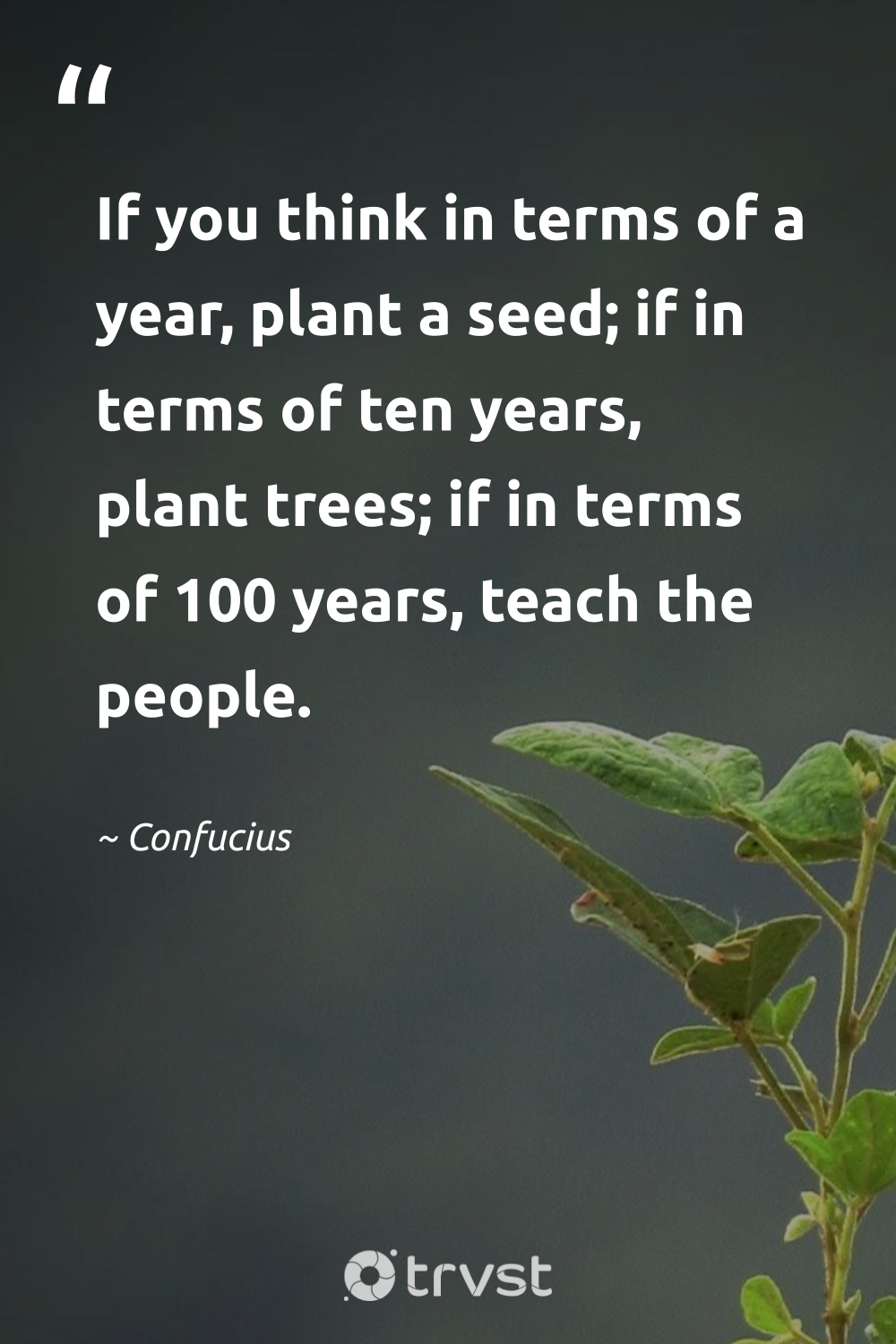 82 Tree Quotes to Encourage Growth and Preservation
