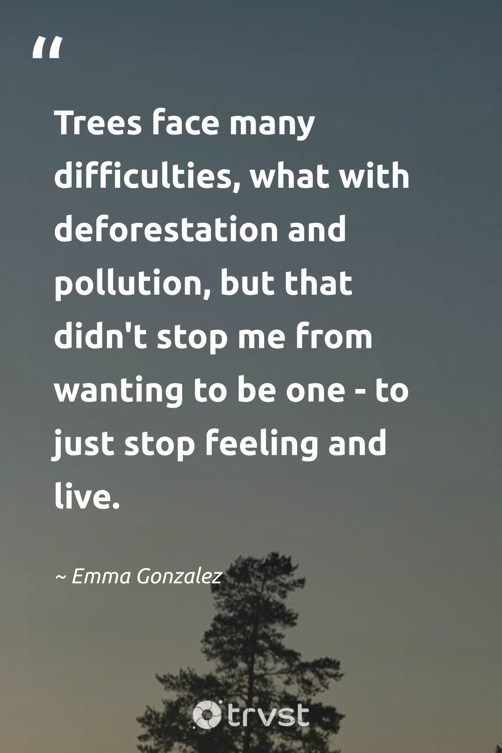 82 Tree Quotes to Encourage Growth and Preservation