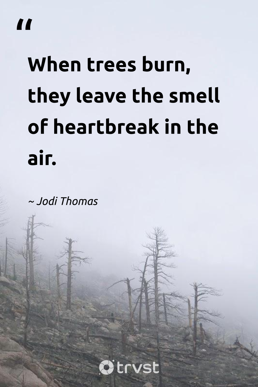 82 Tree Quotes to Encourage Growth and Preservation