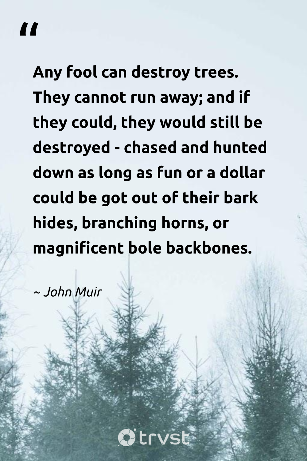 82 Tree Quotes to Encourage Growth and Preservation