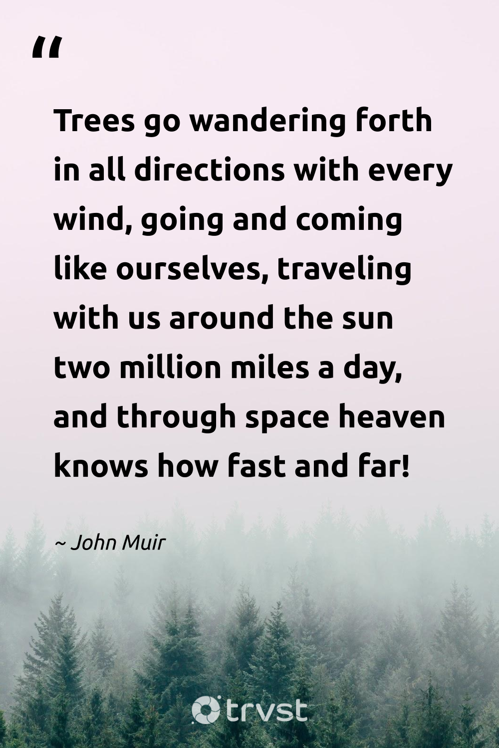 82 Tree Quotes to Encourage Growth and Preservation