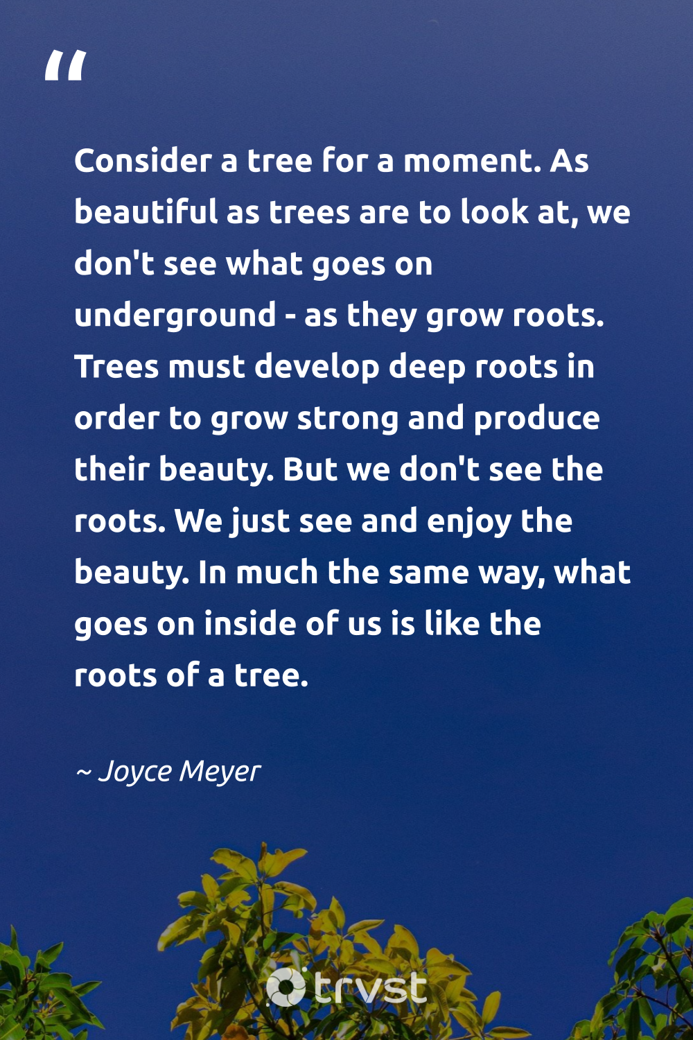 82 Tree Quotes to Encourage Growth and Preservation