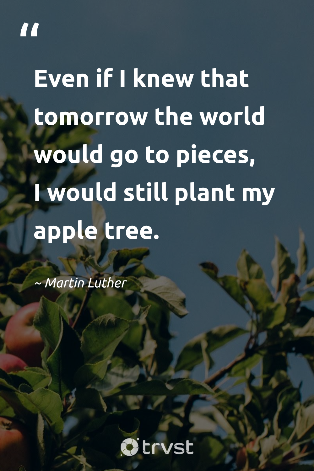 82 Tree Quotes to Encourage Growth and Preservation