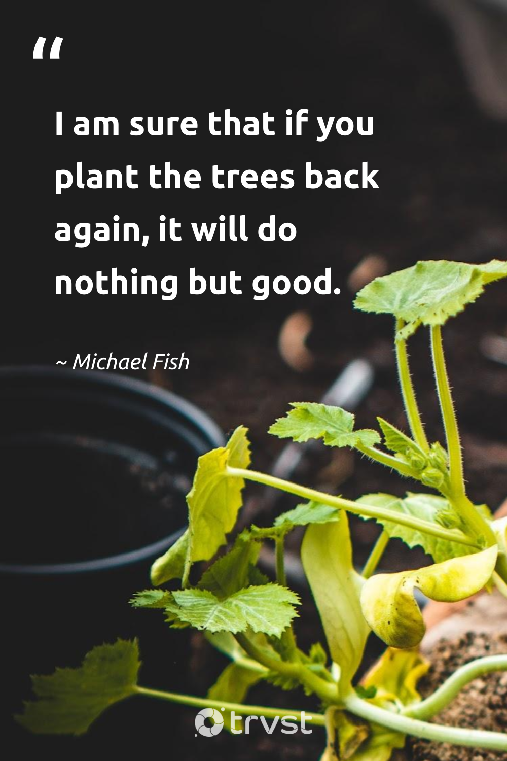 82 Tree Quotes to Encourage Growth and Preservation