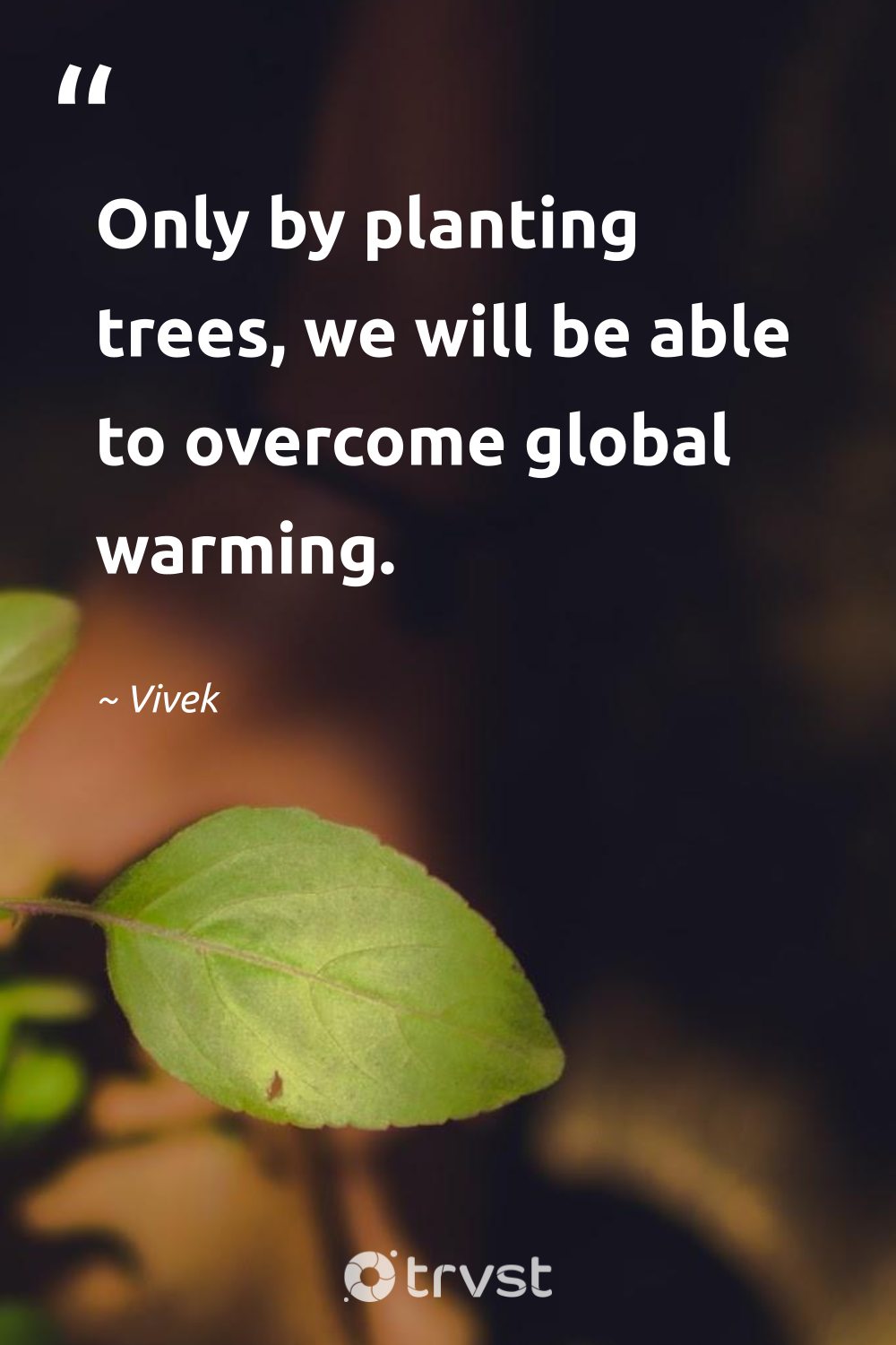 82 Tree Quotes to Encourage Growth and Preservation