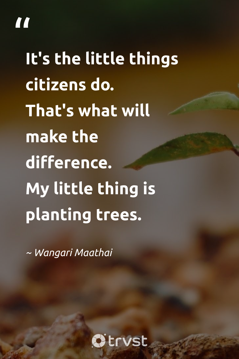 82 Tree Quotes to Encourage Growth and Preservation