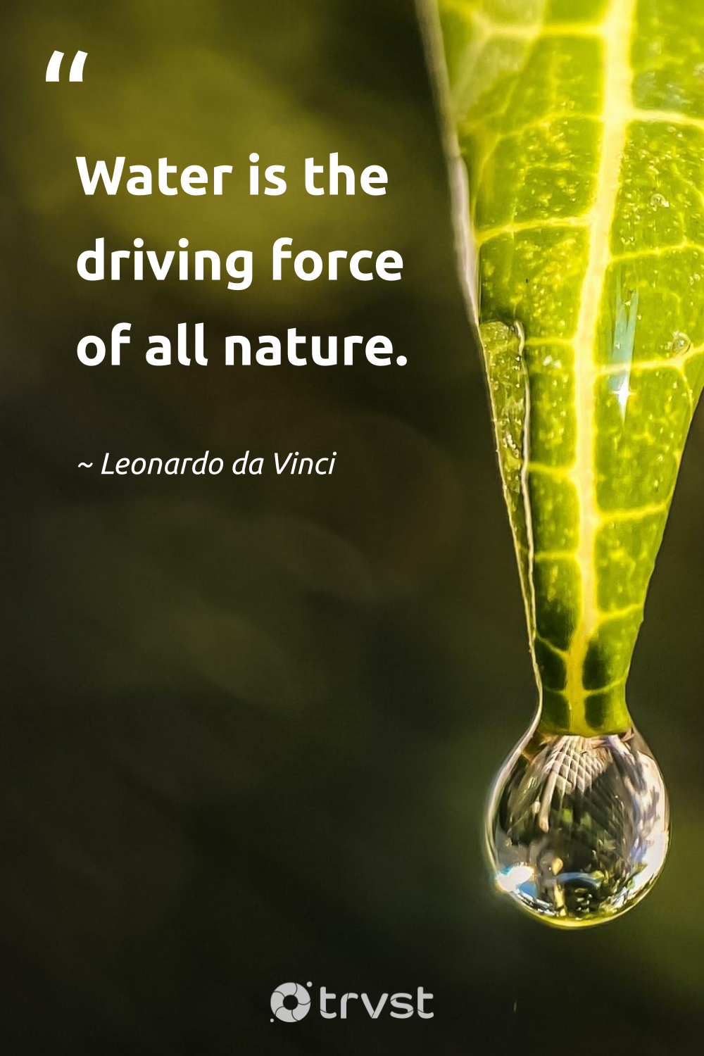 108 Water Quotes To Refresh And Reinforce Its Importance (2024)