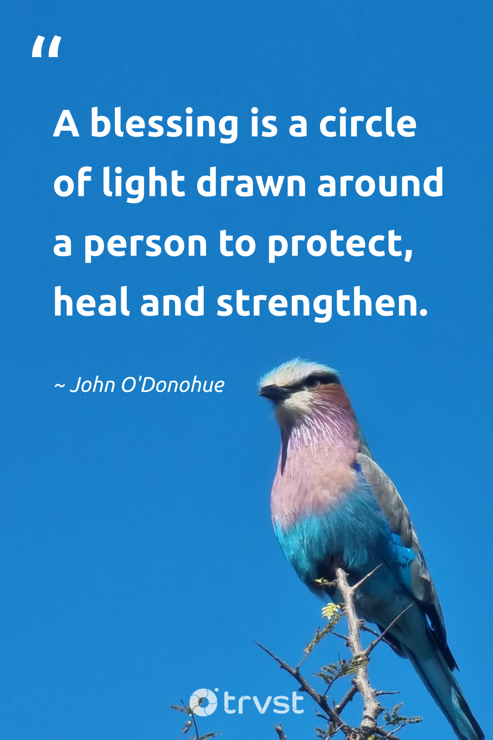 50 Count Your Blessings Quotes to Find Joy in Everything (2025)