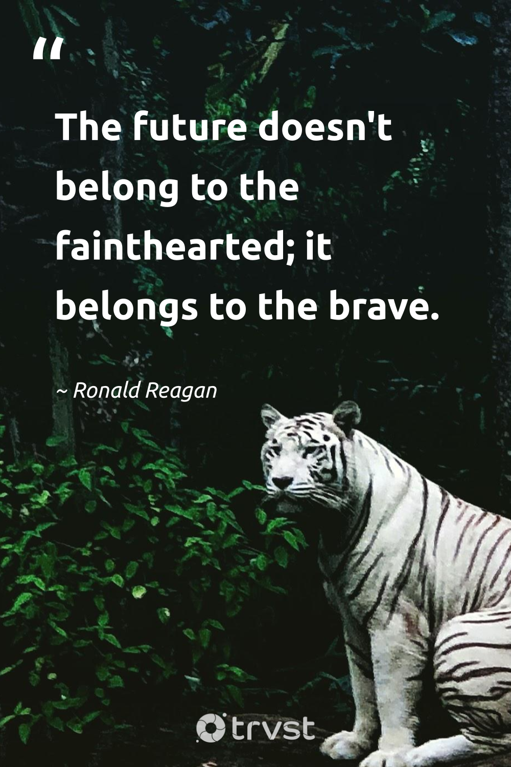 50 Courage Quotes To Empower You Daily