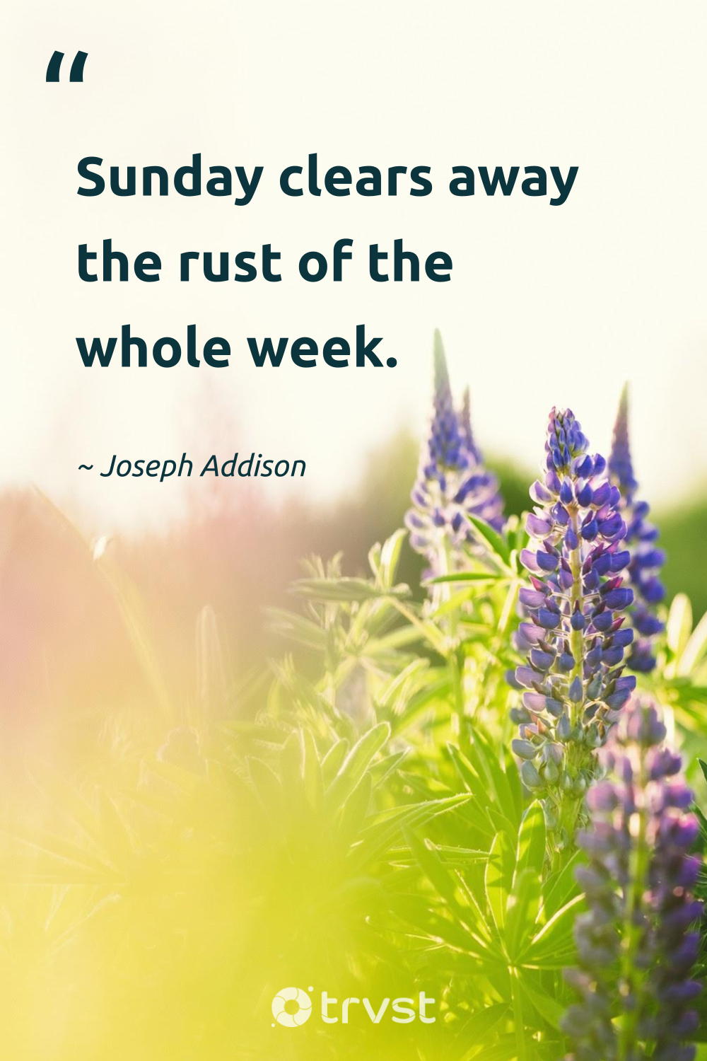 40 Happy Sunday Quotes Bridging Leisure and Preparation