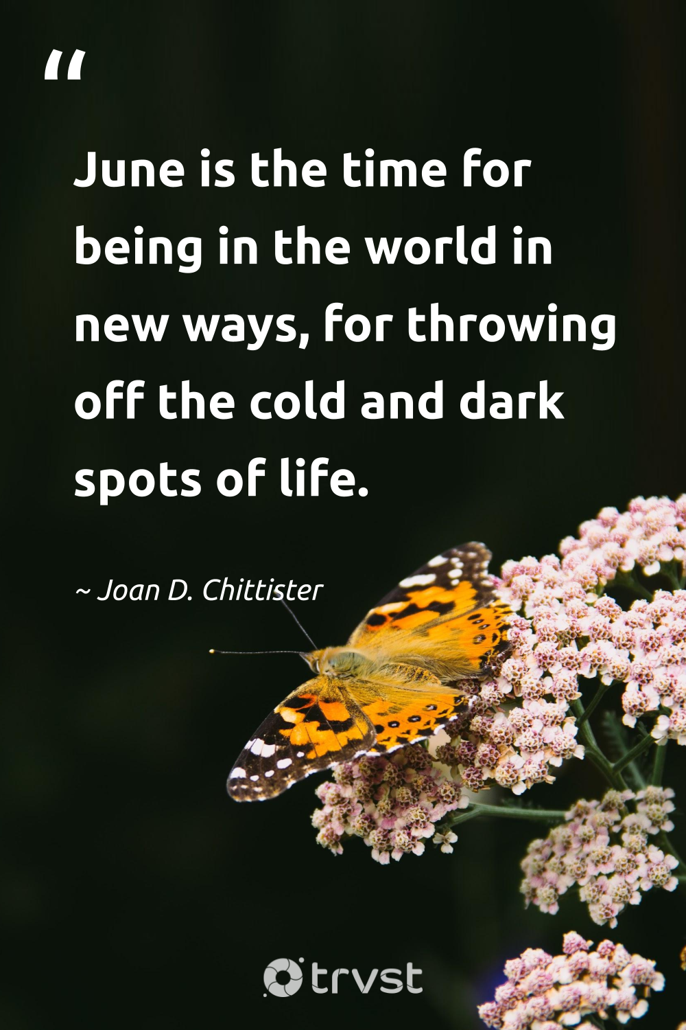 61 June Quotes & Captions to Spark Summer Celebrations (2025)