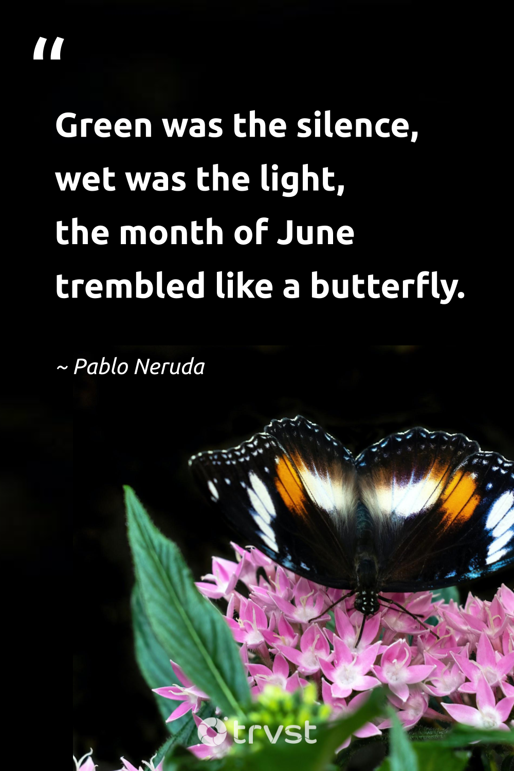 61 June Quotes & Captions to Spark Summer Celebrations (2025)