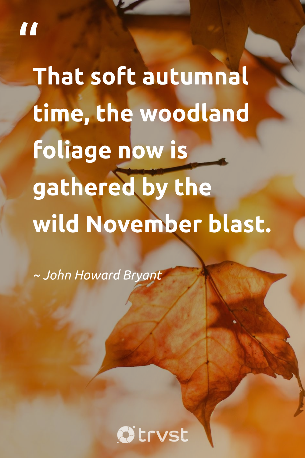 43 November Quotes and Sayings to Start the Holiday Season