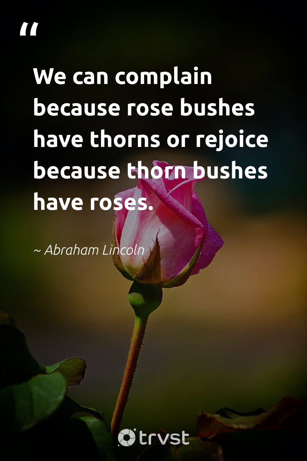78 Rose Quotes About Natural Beauty, Love and Thorns