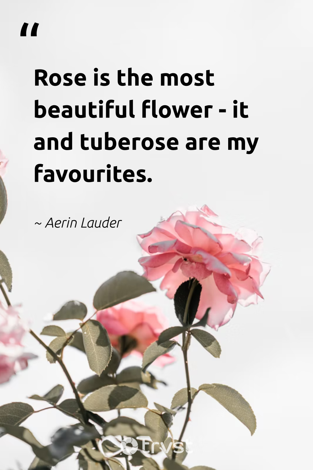 78 Rose Quotes About Natural Beauty, Love and Thorns