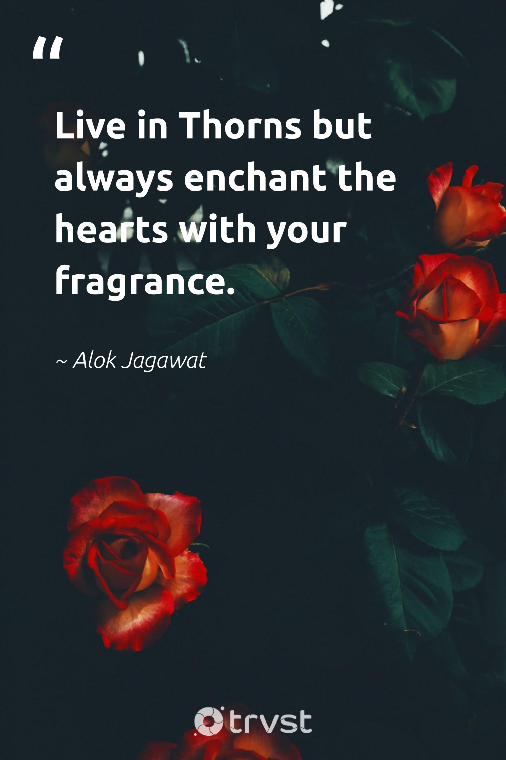 78 Rose Quotes About Natural Beauty, Love and Thorns