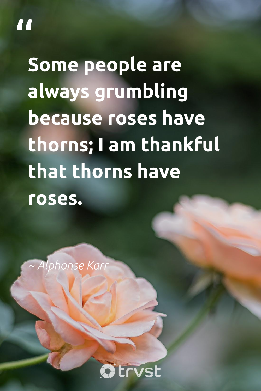 78 Rose Quotes About Natural Beauty, Love and Thorns