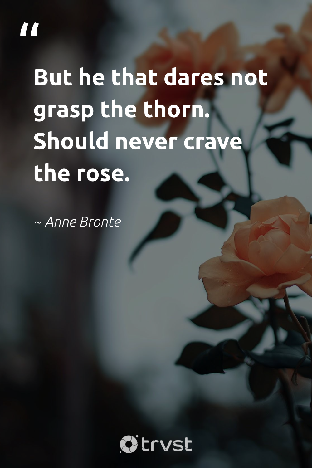 78 Rose Quotes About Natural Beauty, Love and Thorns