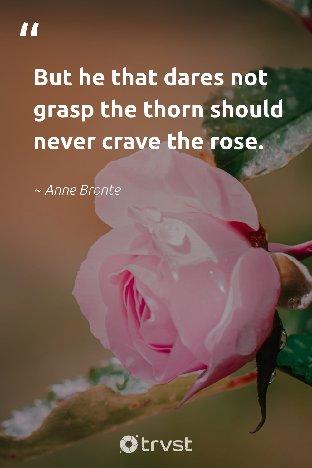 78 Rose Quotes About Natural Beauty, Love and Thorns