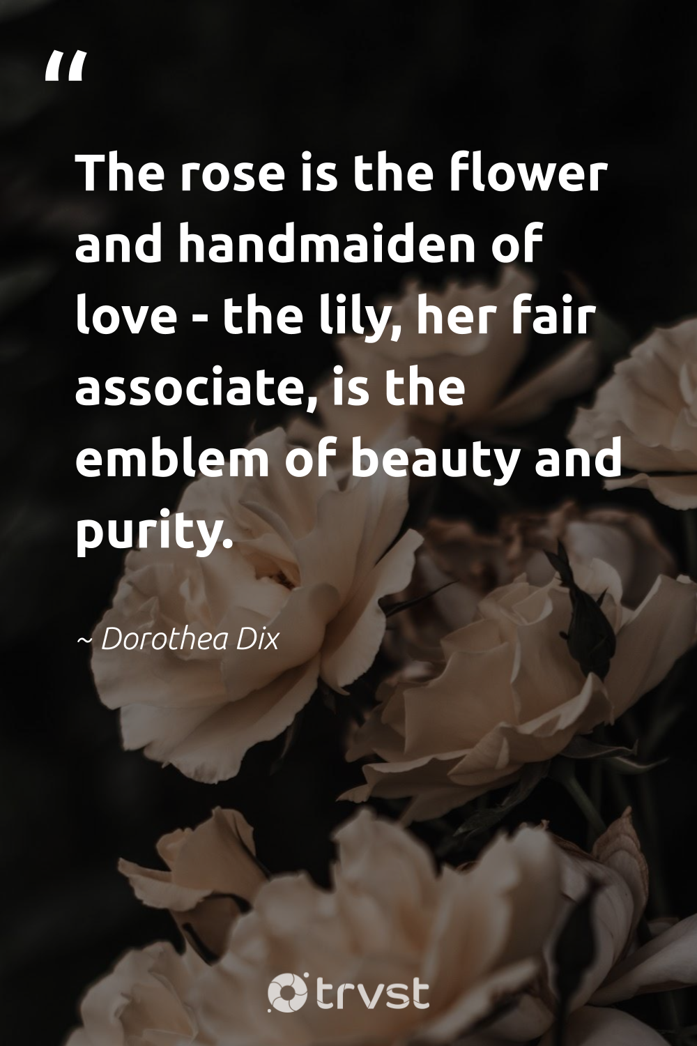 78 Rose Quotes About Natural Beauty, Love and Thorns