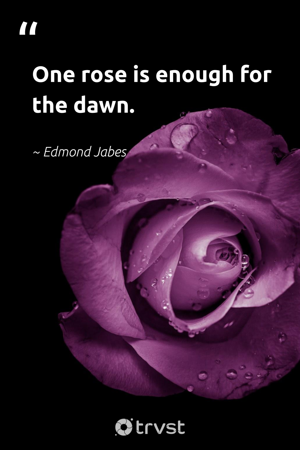 78 Rose Quotes About Natural Beauty, Love and Thorns