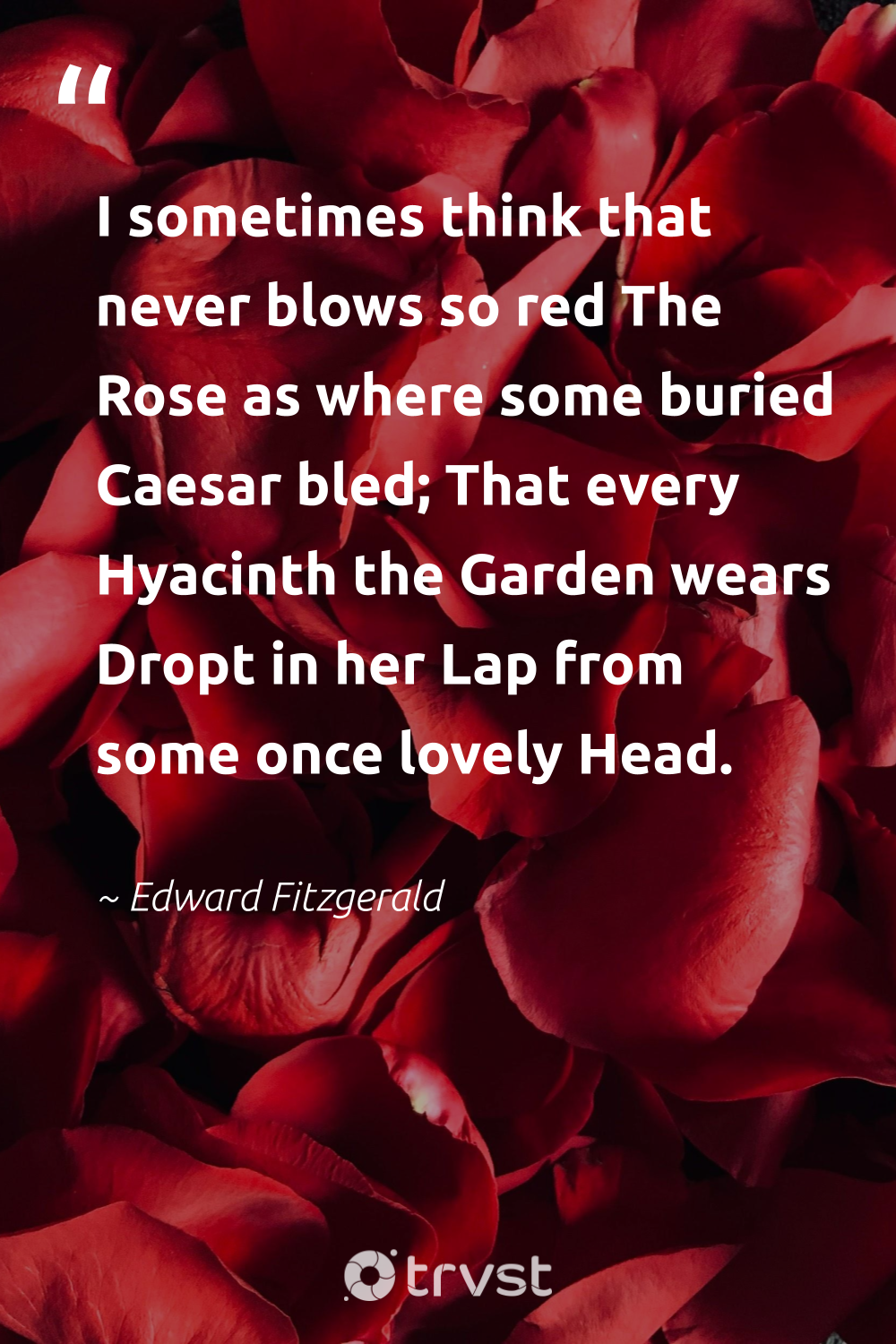 76 Red Quotes Inspiring the Passionate Side of Life (2025)