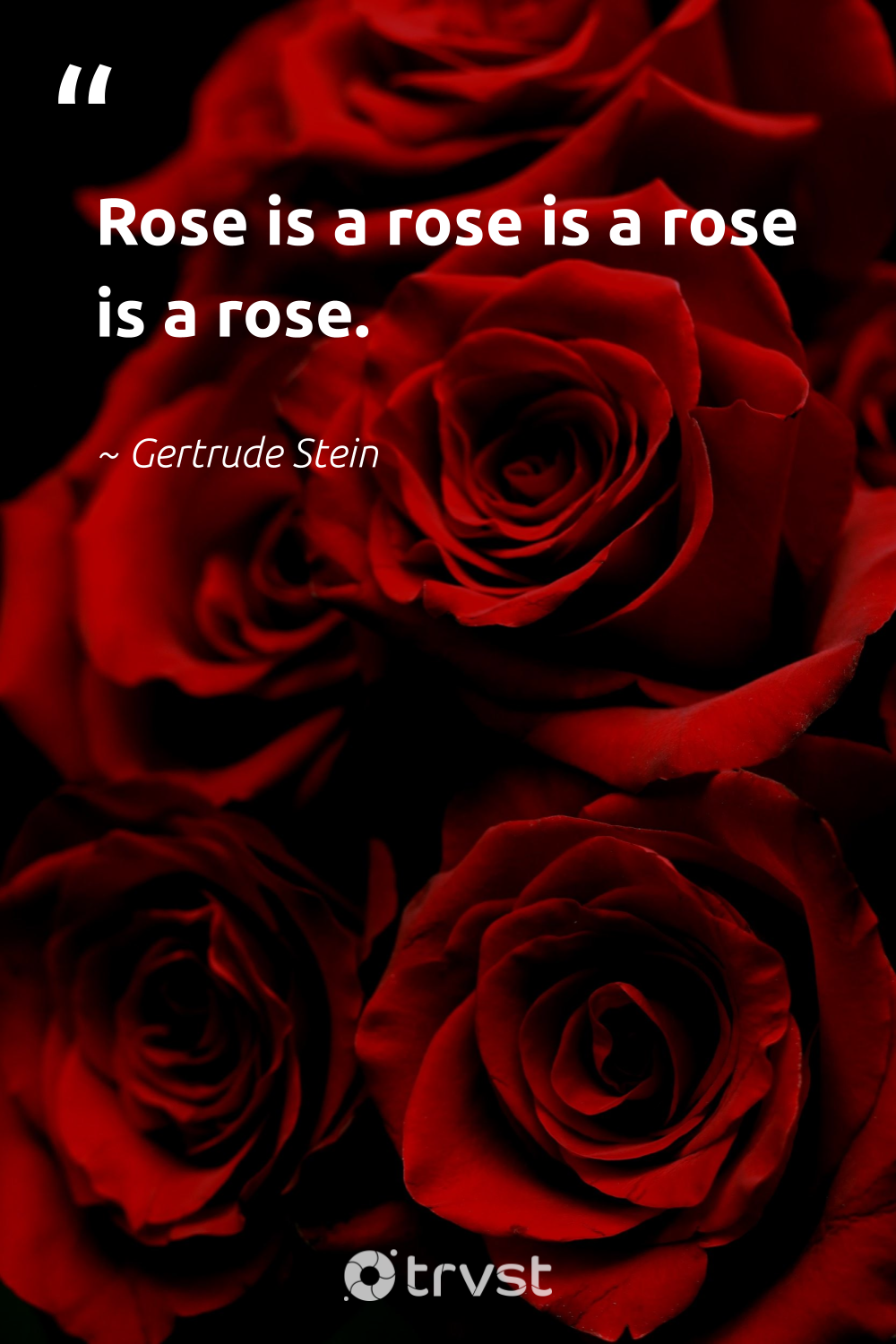 78 Rose Quotes About Natural Beauty, Love and Thorns