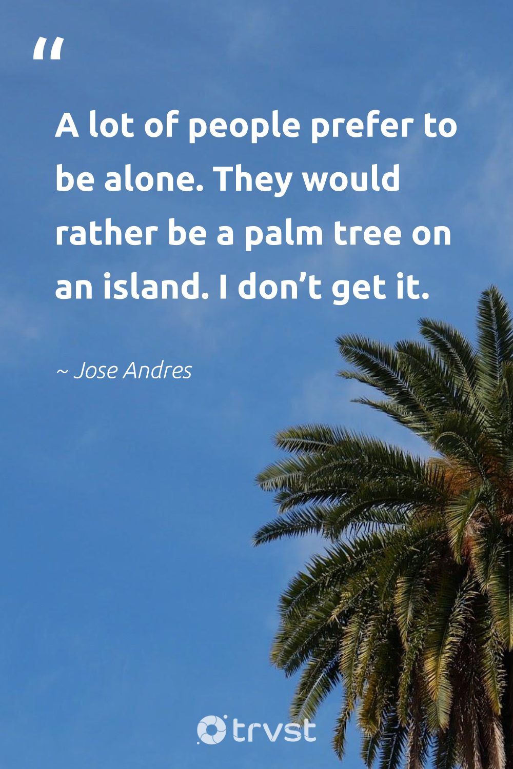 46 Palm Tree Quotes to Inspire Chilled Moments and Beach Time