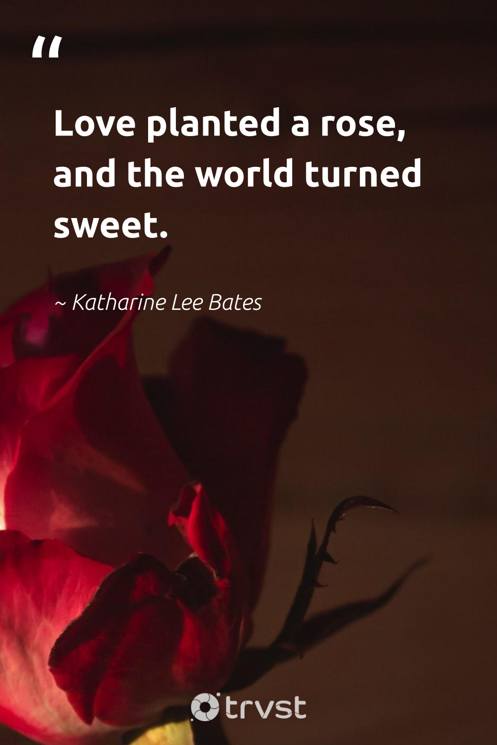 78 Rose Quotes About Natural Beauty, Love and Thorns