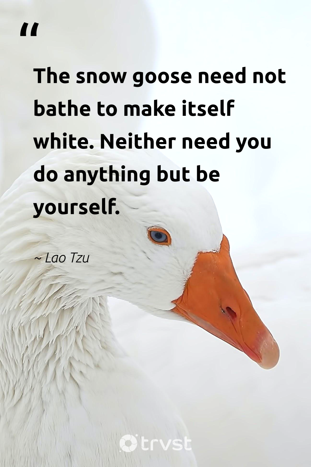 59 White Quotes Inspiring Bright Pure Days and Reflection (2025)