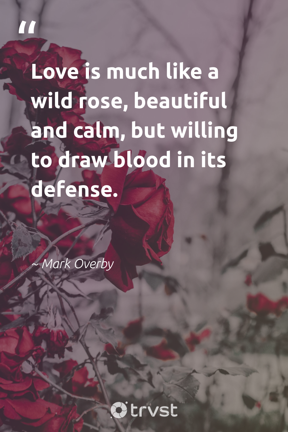 78 Rose Quotes About Natural Beauty, Love and Thorns