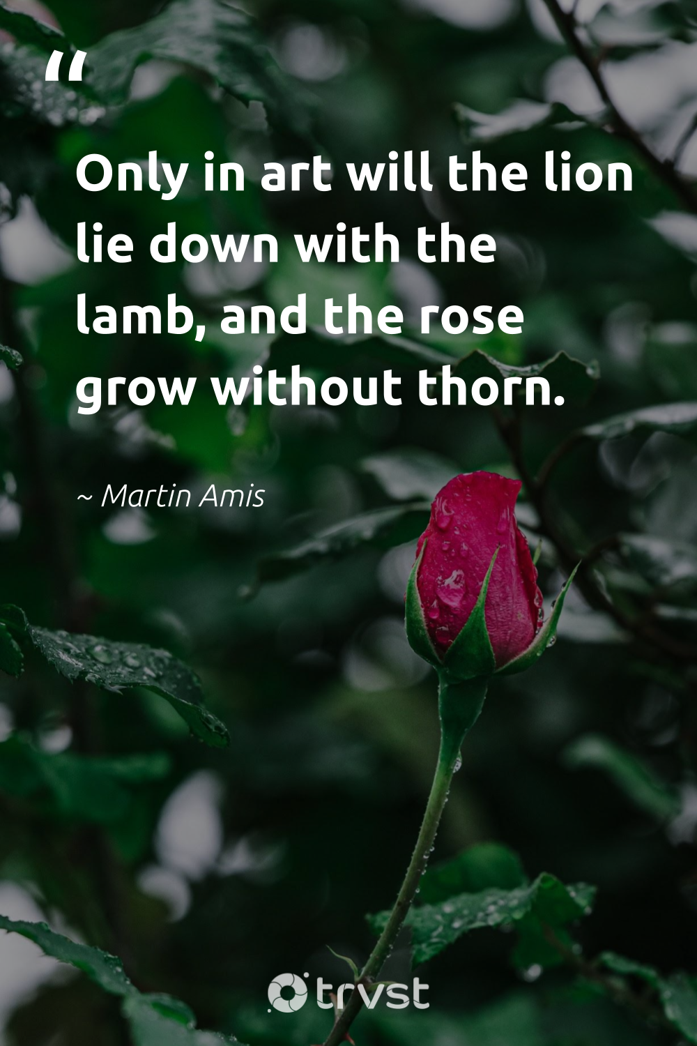 78 Rose Quotes About Natural Beauty, Love and Thorns