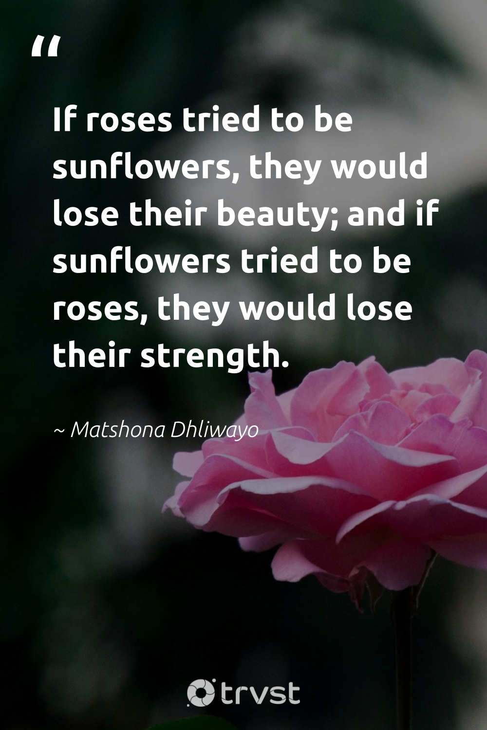 78 Rose Quotes About Natural Beauty, Love and Thorns