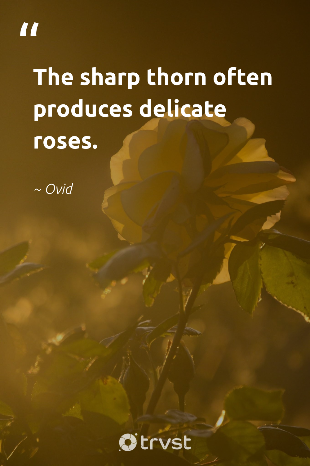 78 Rose Quotes About Natural Beauty, Love and Thorns