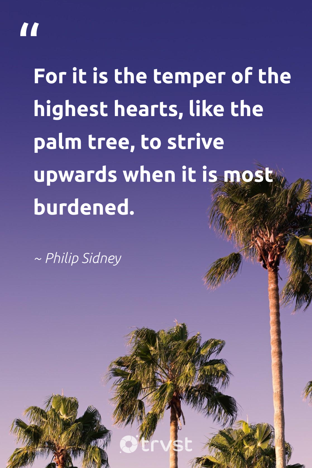46 Palm Tree Quotes to Inspire Chilled Moments and Beach Time