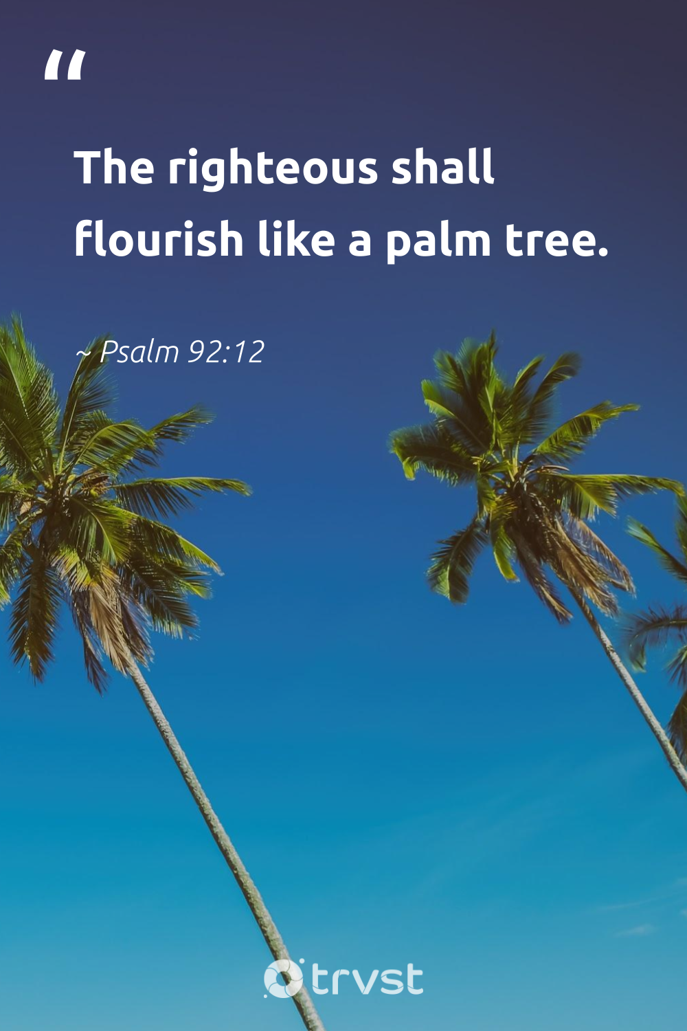 46 Palm Tree Quotes to Inspire Chilled Moments and Beach Time