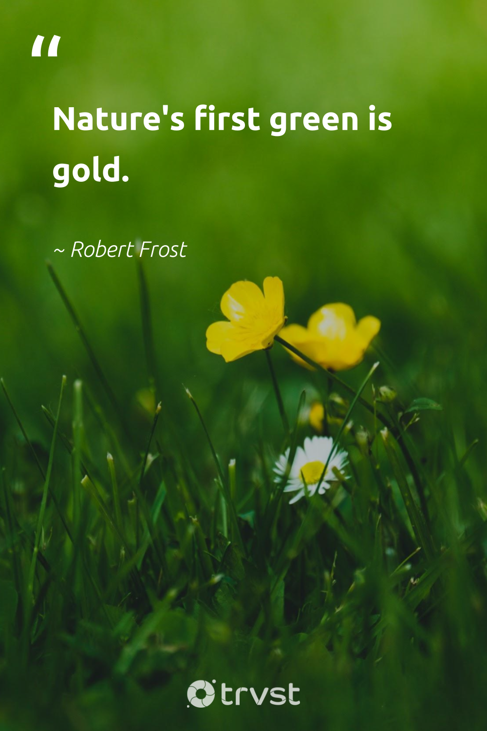 77 Green Quotes Inspiring Renewal & Conservation (2024)